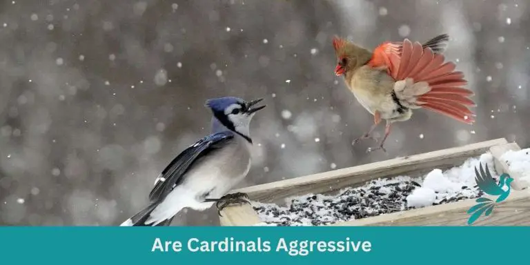 Are Cardinals Aggressive: Red Feathers, Fiery Tempers? - Ask About Birds