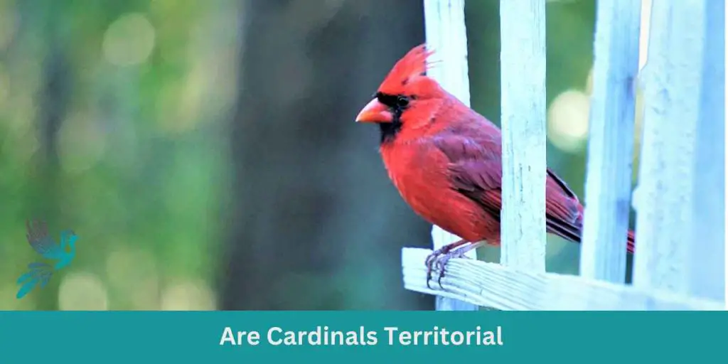 Are Cardinals Aggressive: Red Feathers, Fiery Tempers? - Ask About Birds