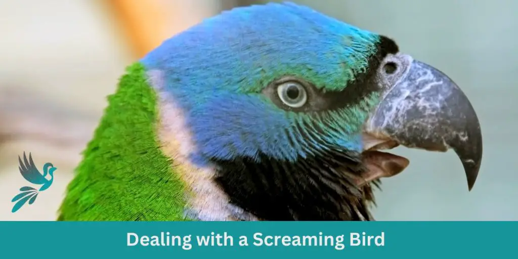 Echoes of Distress: Tips for Dealing with a Screaming Bird - Ask About Birds