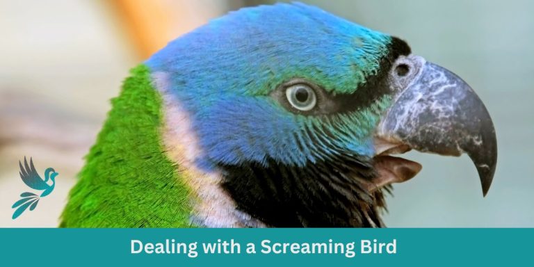 Echoes of Distress: Tips for Dealing with a Screaming Bird - Ask About ...