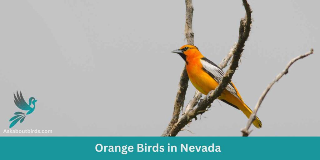 13 Orange Birds in Nevada (+Free Photo Guide) - Ask About Birds