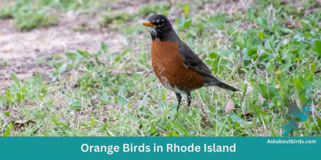 9 Orange Birds in Rhode Island (+ Free Photo Guide) - Ask About Birds