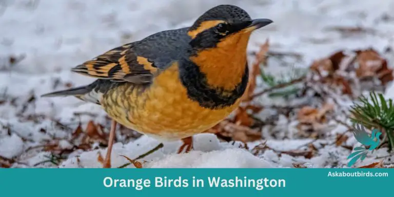 12 Orange Birds in Washington (+Free Photo Guide) - Ask About Birds