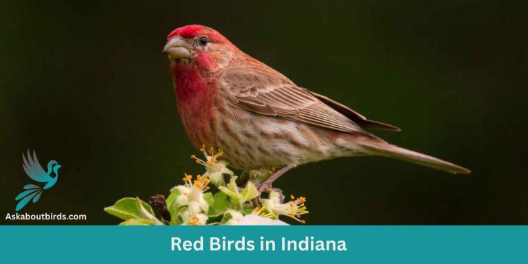 10 Red Birds in Indiana (+Free Photo Guide) - Ask About Birds