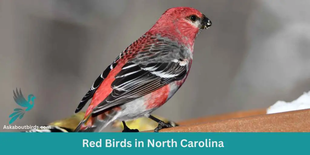 13 Red Birds in North Carolina (+Free Photo Guide) - Ask About Birds