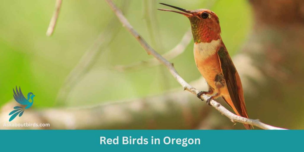 12 Red Birds in Oregon (+Free Photo Guide) - Ask About Birds