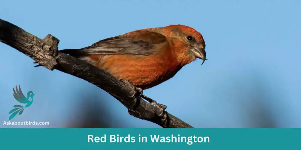 12 Red Birds in Washington (+Free Photo Guide) - Ask About Birds