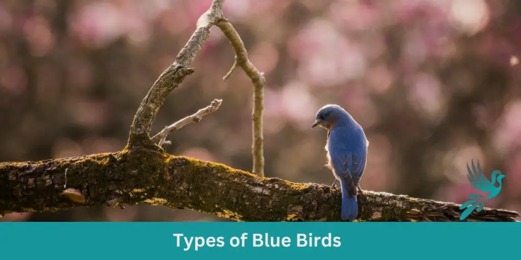 Types of Blue Birds: (Top 20 Species) - Ask About Birds