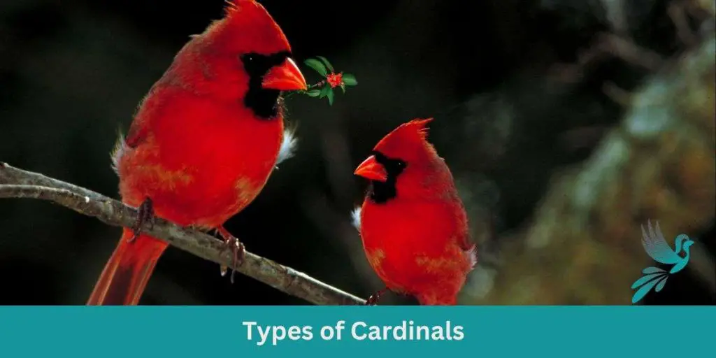 Birds in the Cardinal Family - Types of Cardinals - Ask About Birds