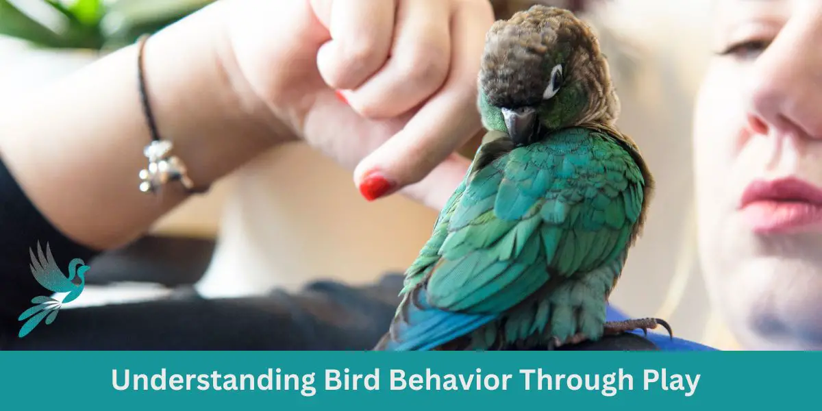 Feathers, Frolics, and Fables: Understanding Bird Behavior Through Play ...