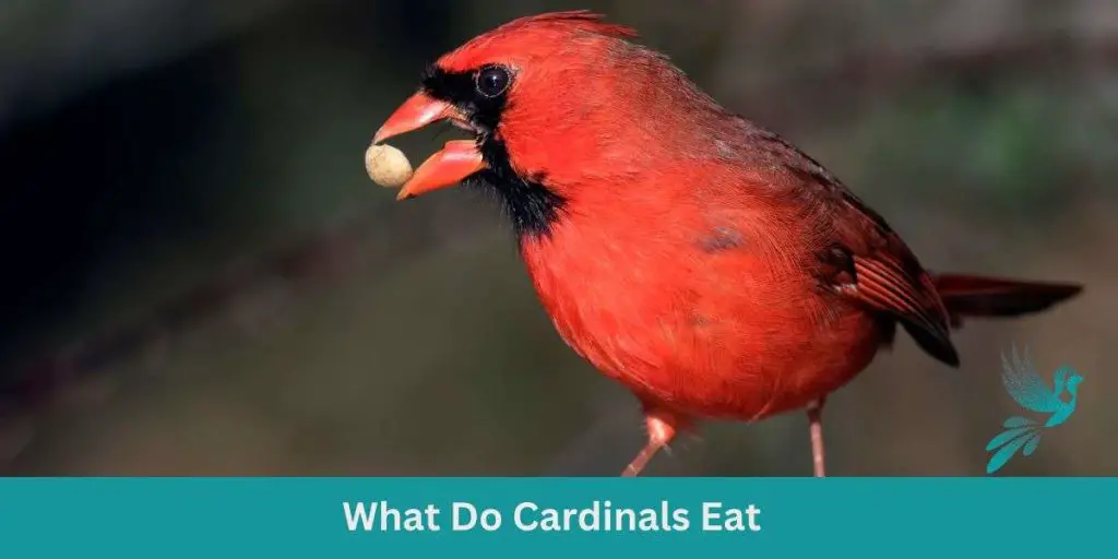 What Do Cardinals Eat: Guide to Cardinals Diet - Ask About Birds