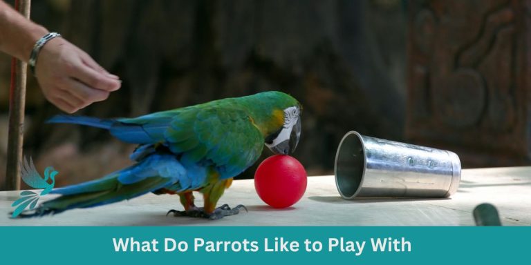 Parrot Playtime: What Do Parrots Like to Play With - Ask About Birds