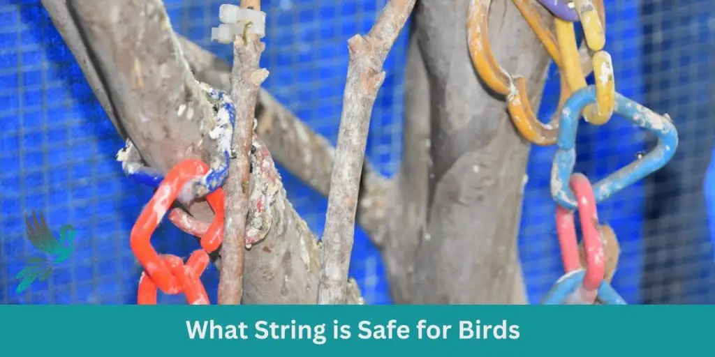 Safety Threads: What String is Safe for Birds - Ask About Birds