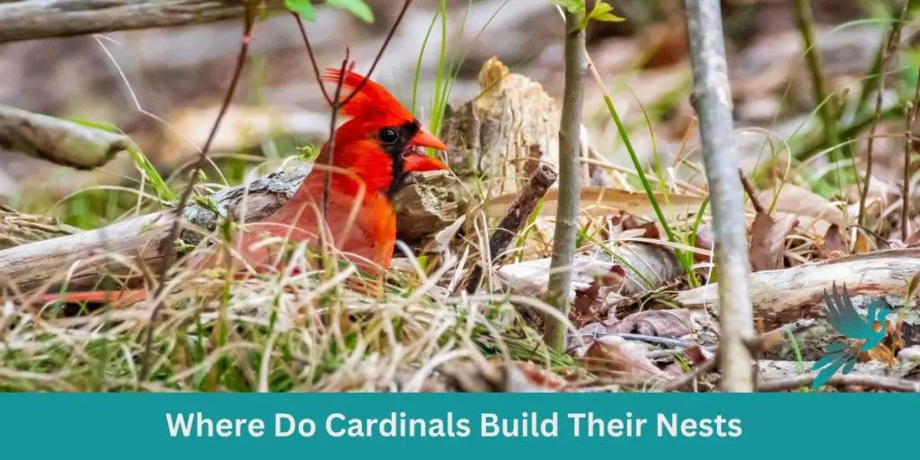 Where Do Cardinals Build Their Nests: Cardinals' Cozy Corners - Ask About Birds
