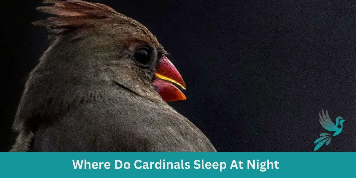 Where Do Cardinals Sleep At Night: Cardinals After Dusk - Ask About Birds