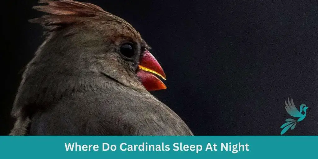 Where Do Cardinals Sleep At Night: Cardinals After Dusk - Ask About Birds