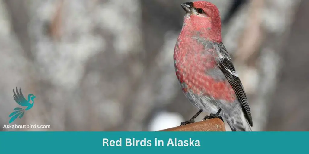 7 Red Birds in Alaska (+Free Photo Guide) - Ask About Birds