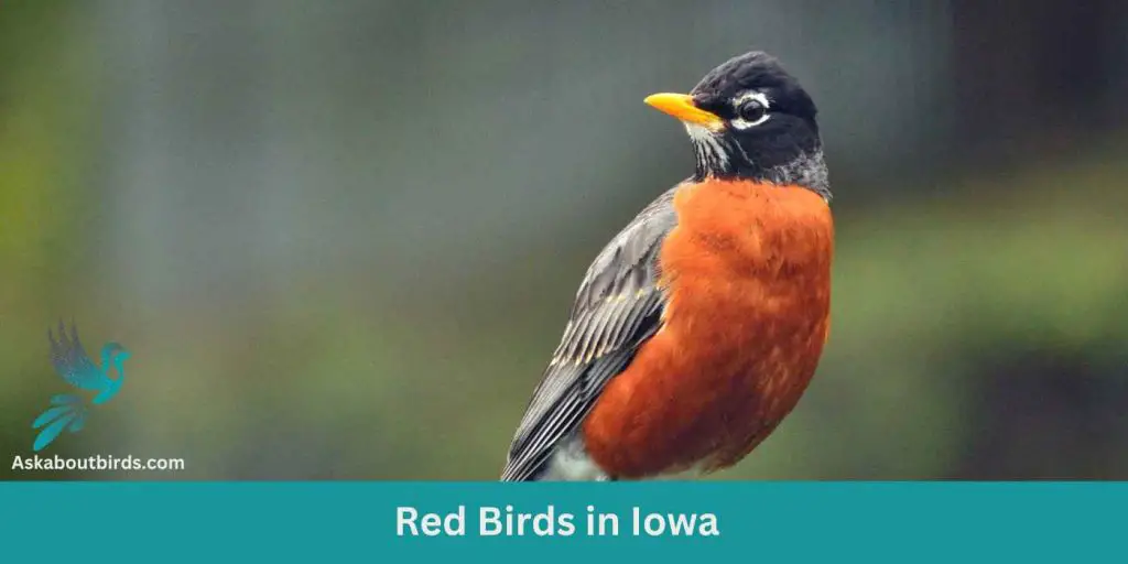 9 Red Birds in Iowa (+Free Photo Guide) - Ask About Birds