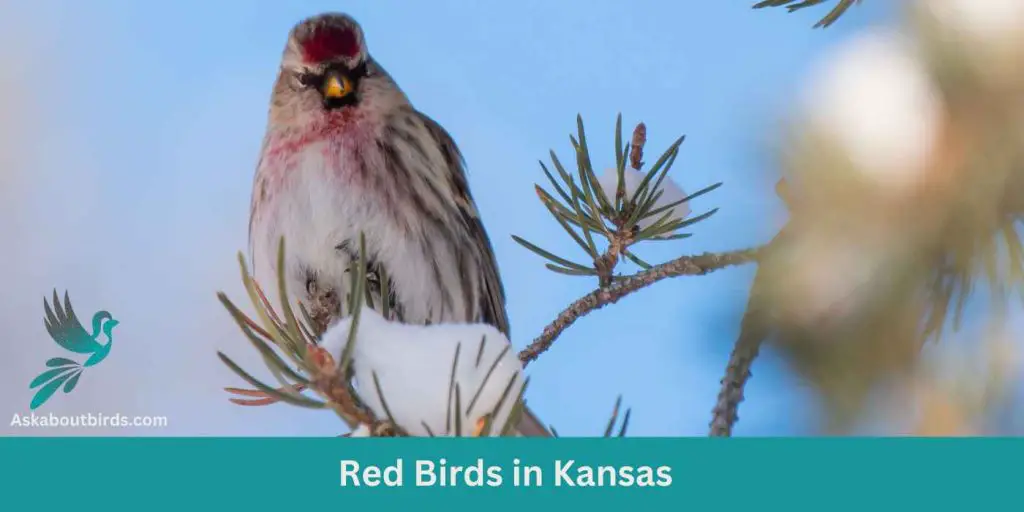 13 Red Birds in Kansas (+Free Photo Guide) - Ask About Birds