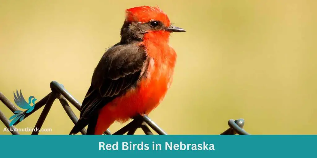 11 Red Birds in Nebraska (+Free Photo Guide) - Ask About Birds